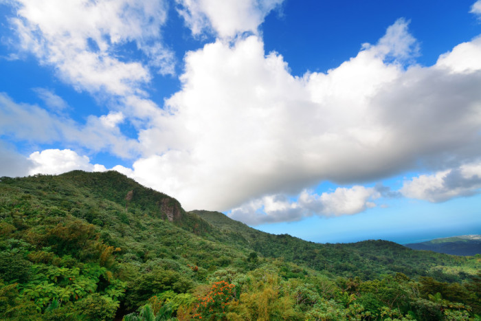 DRNA | Puerto Rico Statewide Assessment and Strategies for Forest Resources