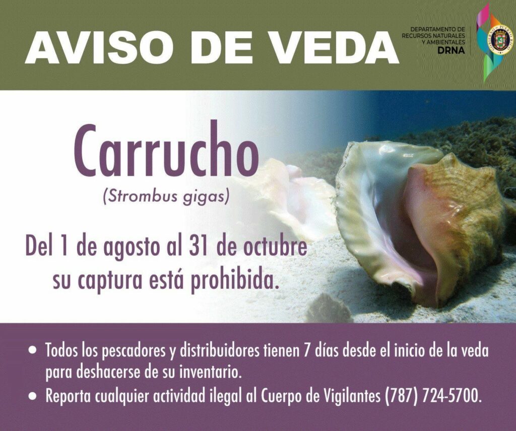 DRNA | Comienza la veda del carrucho en Puerto Rico
