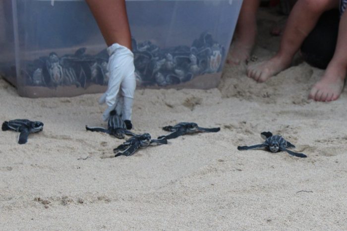 DRNA | Culmina la temporada del tinglar con menos nidos en Puerto Rico