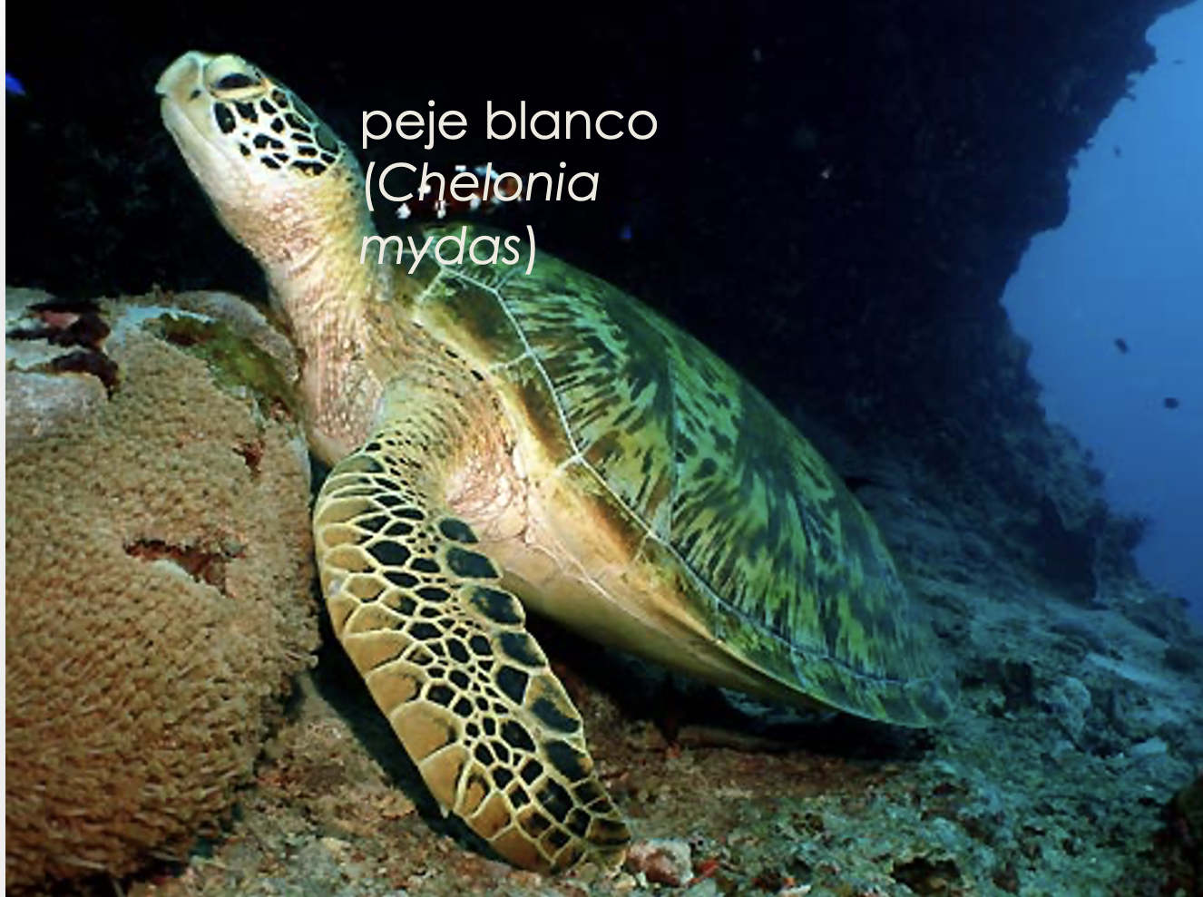 DRNA | Fauna Isla de Mona