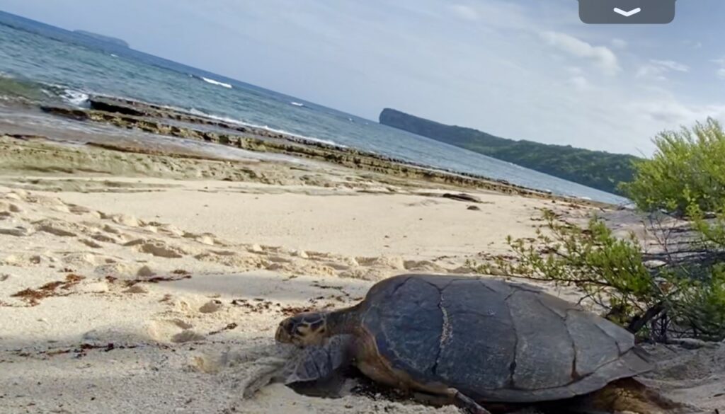 DRNA | foto tortuga proyecto carey