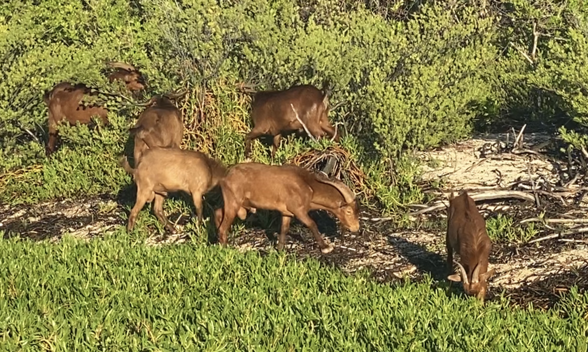 DRNA | Cacería Isla de Mona