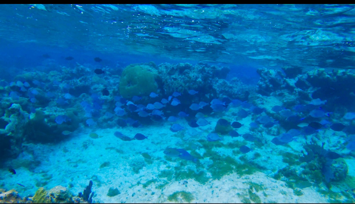 DRNA | Reserva Natural Isla de Mona y Monito