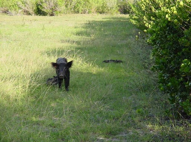 DRNA | Cacería Isla de Mona